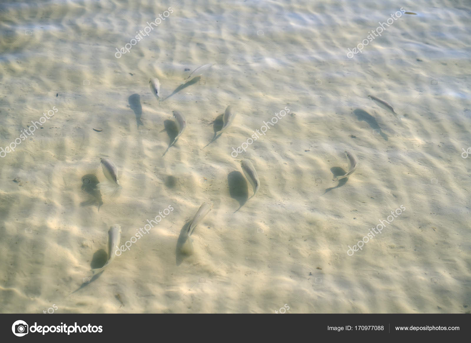 Caribbean transparent water beach fish school Stock Photo by ...