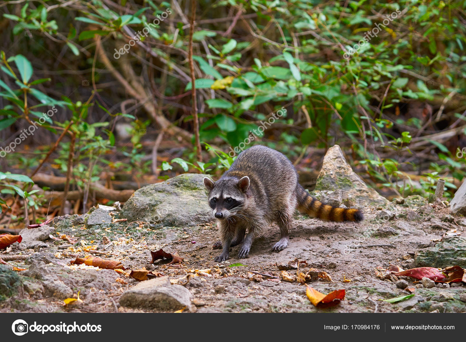Mapache Melanístico