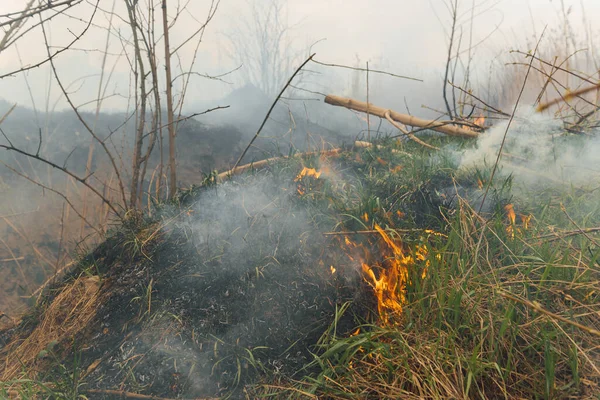 Incendios forestales furiosos. Quema hierba seca, caña a lo largo del ...