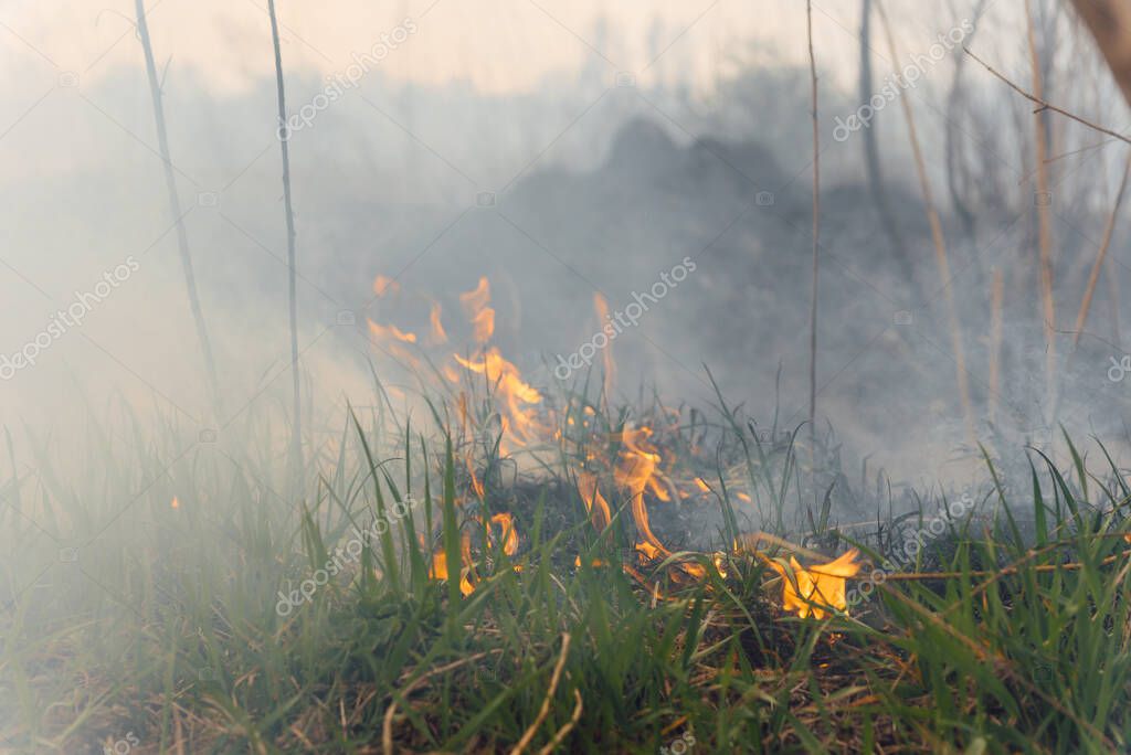 Incendios forestales furiosos. Quema hierba seca, caña a lo largo del ...