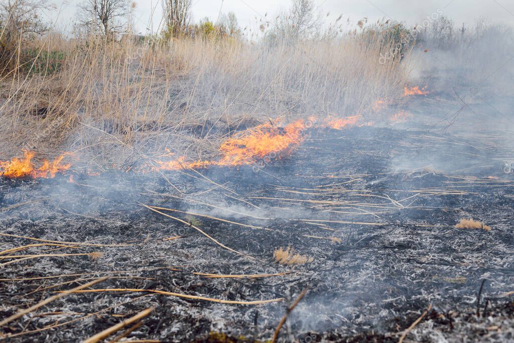 Incendios forestales furiosos. Quema hierba seca, caña a lo largo del ...