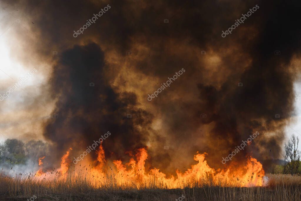 Incendios forestales furiosos. Quema hierba seca, caña a lo largo del ...