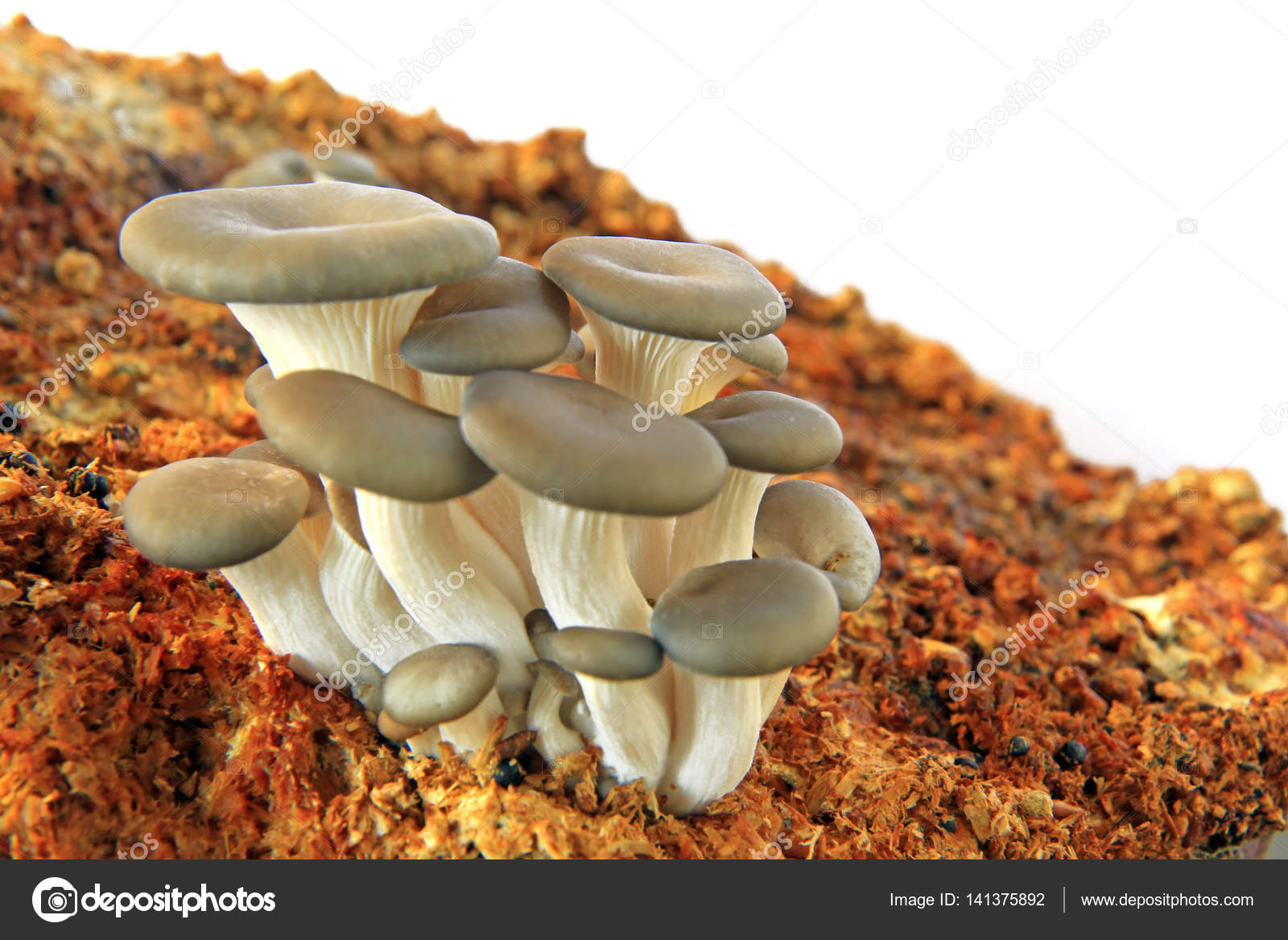 Pleurotus Ostreatus Cultivation