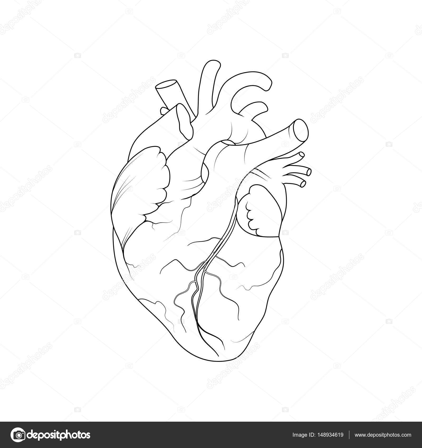 Corazon Para Dibujar Real