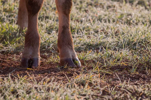 Cows feet Stock Photos, Royalty Free Cows feet Images | Depositphotos
