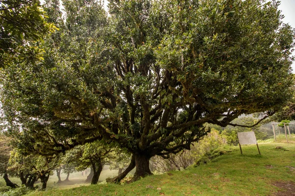 Alberi di alloro Stock Photos, Royalty Free Alberi di alloro Images ...