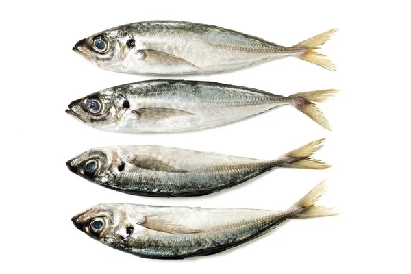 Short mackerel Stock Photos, Royalty Free Short mackerel Images ...