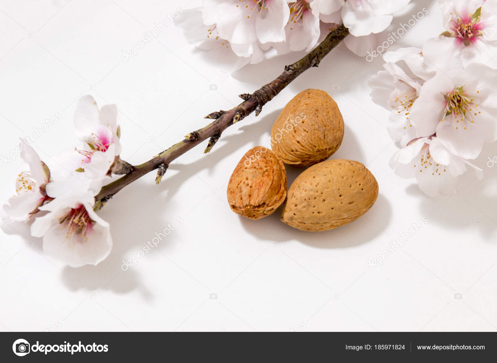 Almond tree branch and almonds Stock Photo by ©membio 185971824