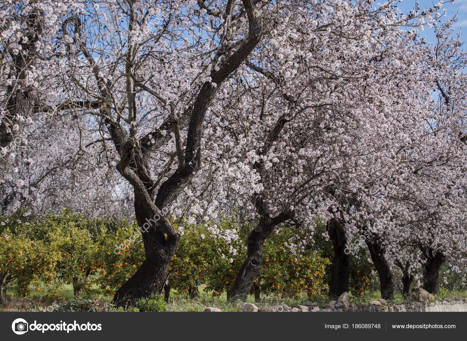 Beautiful Almond Trees Countryside Located Algarve Region Portugal ...