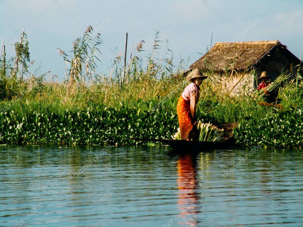 La población local captura peces en el lago Inle Myanmar. El lago Inle ...