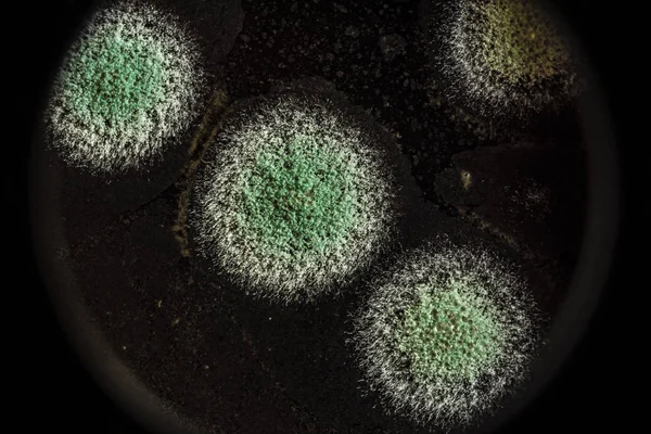 Moho en microscopio Stock Photos, Royalty Free Moho en microscopio ...