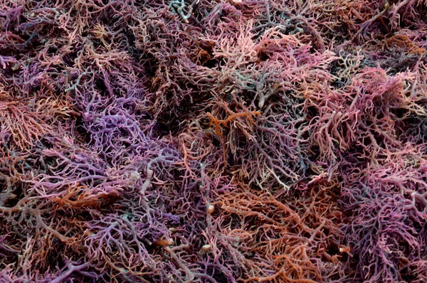 Seaweed Drying Process — Stock Photo © tempakul #157381824