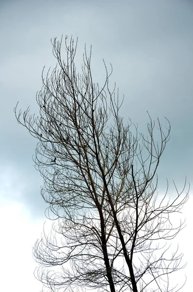 Tree in wind Stock Photos, Royalty Free Tree in wind Images | Depositphotos