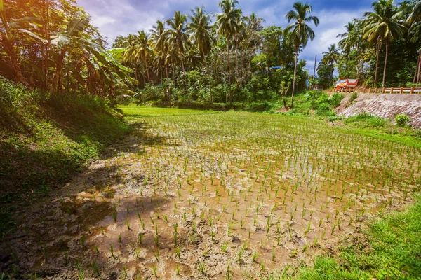 Rice field on Bohol, Philippines — Stock Photo © mac_sim #160542172