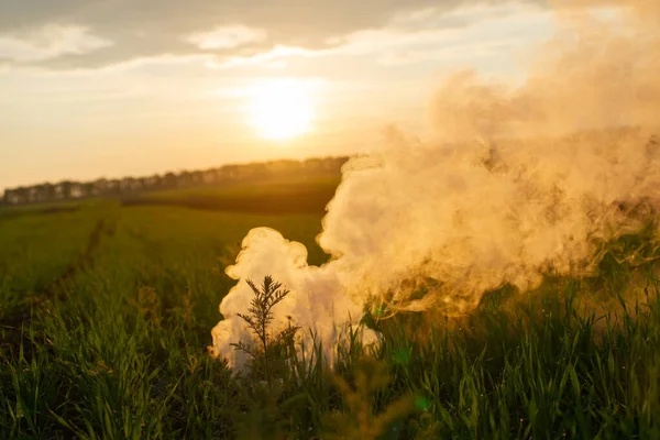 Big smoke bomb in young wheat. The white smoke in grass against evening ...