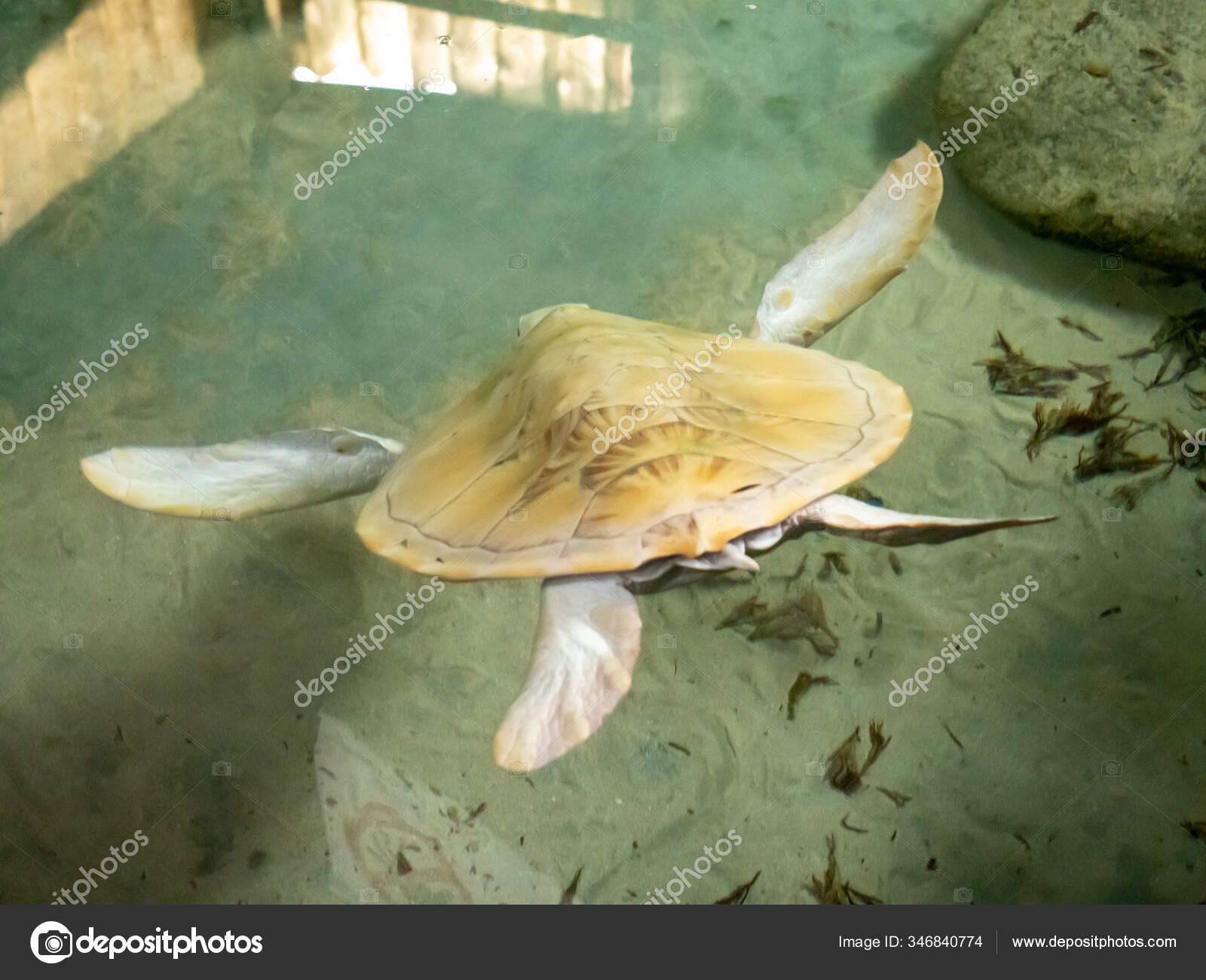 Albino Sea Turtle