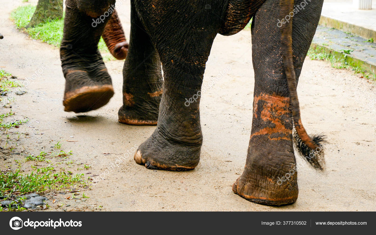 Elphant legs with marks from metal chains and ropes Stock Photo by ...