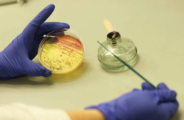 Experience in the laboratory Stock Photos, Royalty Free Experience in ...