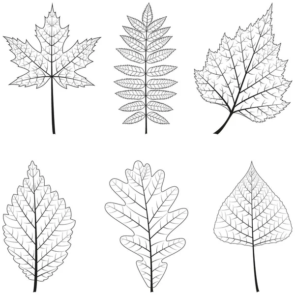 Tekening boom blaadjes vectorafbeeldingen, illustraties en clipart ...