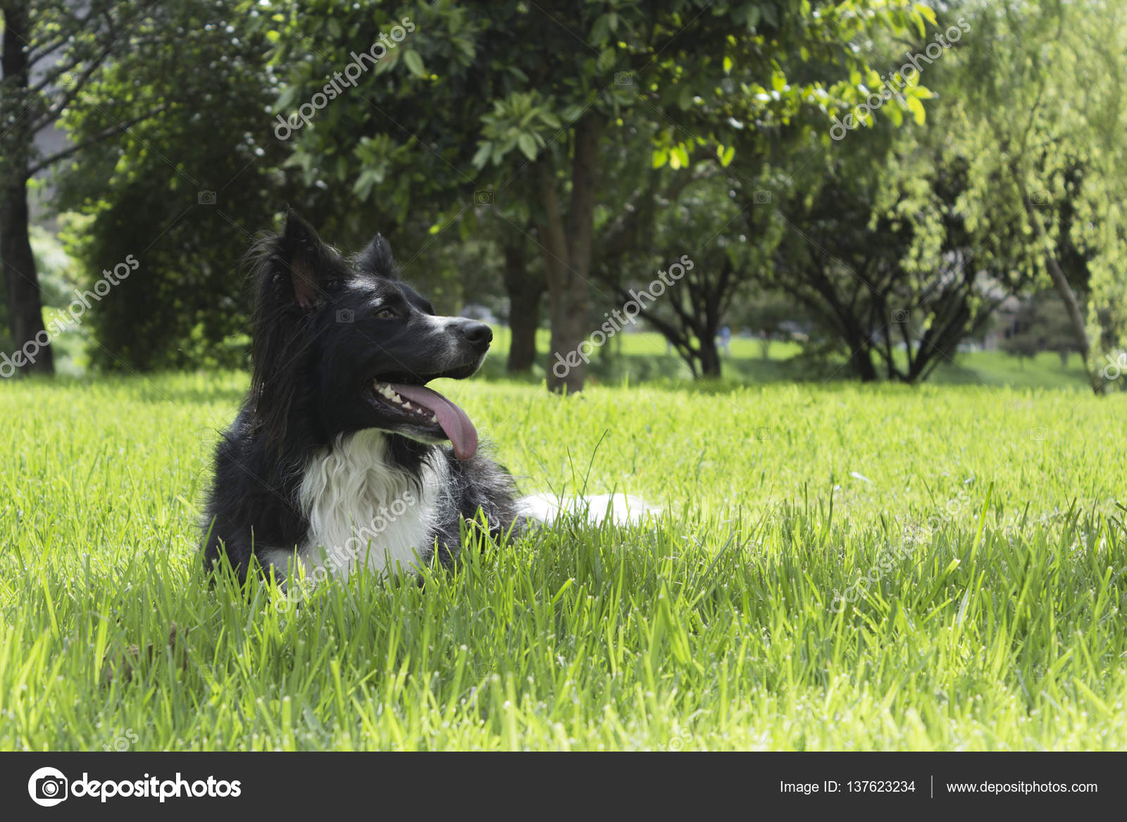 Border collie resting over the grass — Stock Photo © javierparradesign ...
