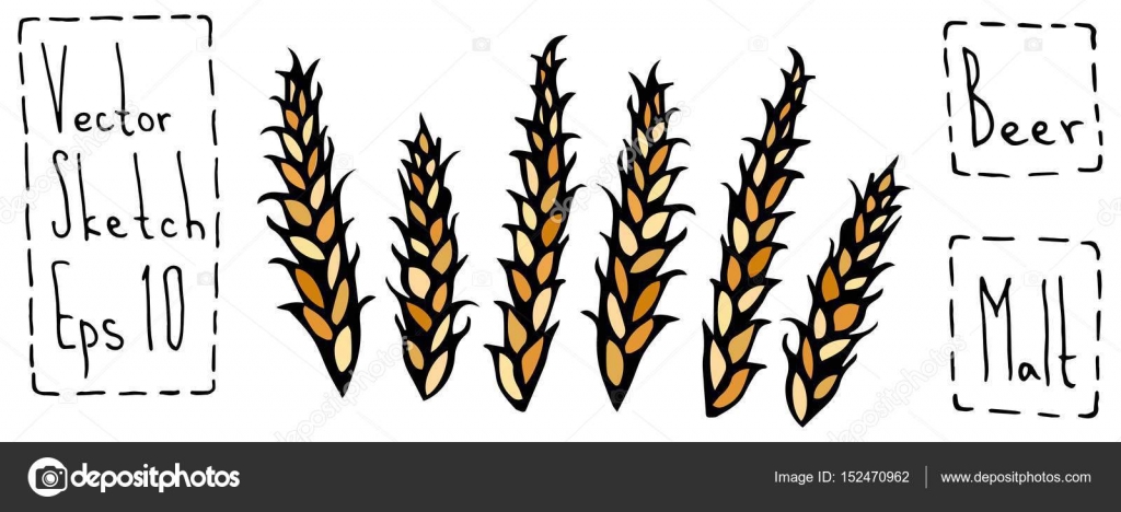 Bunch of Malt Doodle Sketsh. Ripe Ears of Malt, Barley, Wheat, Rye ...