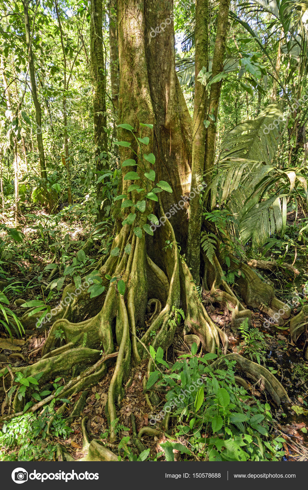 Butressed Roots in a Rain Forest Tree — Stock Photo © wildnerdpix ...