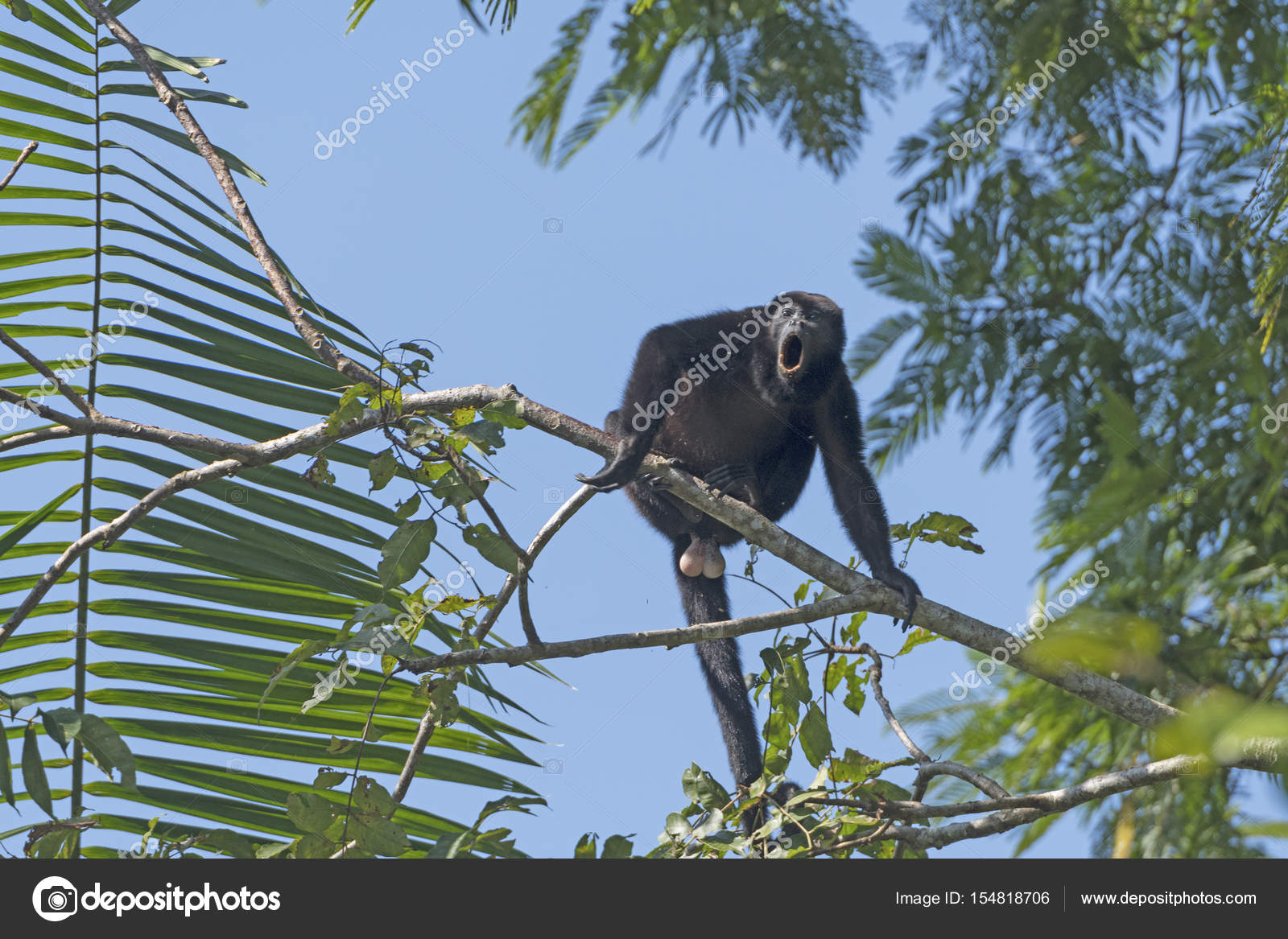 Male Howler Monkey howling in the Trees Stock Photo by ©wildnerdpix ...