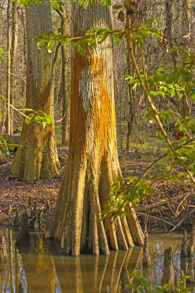 Bald cypress tree Stock Photos, Royalty Free Bald cypress tree Images ...