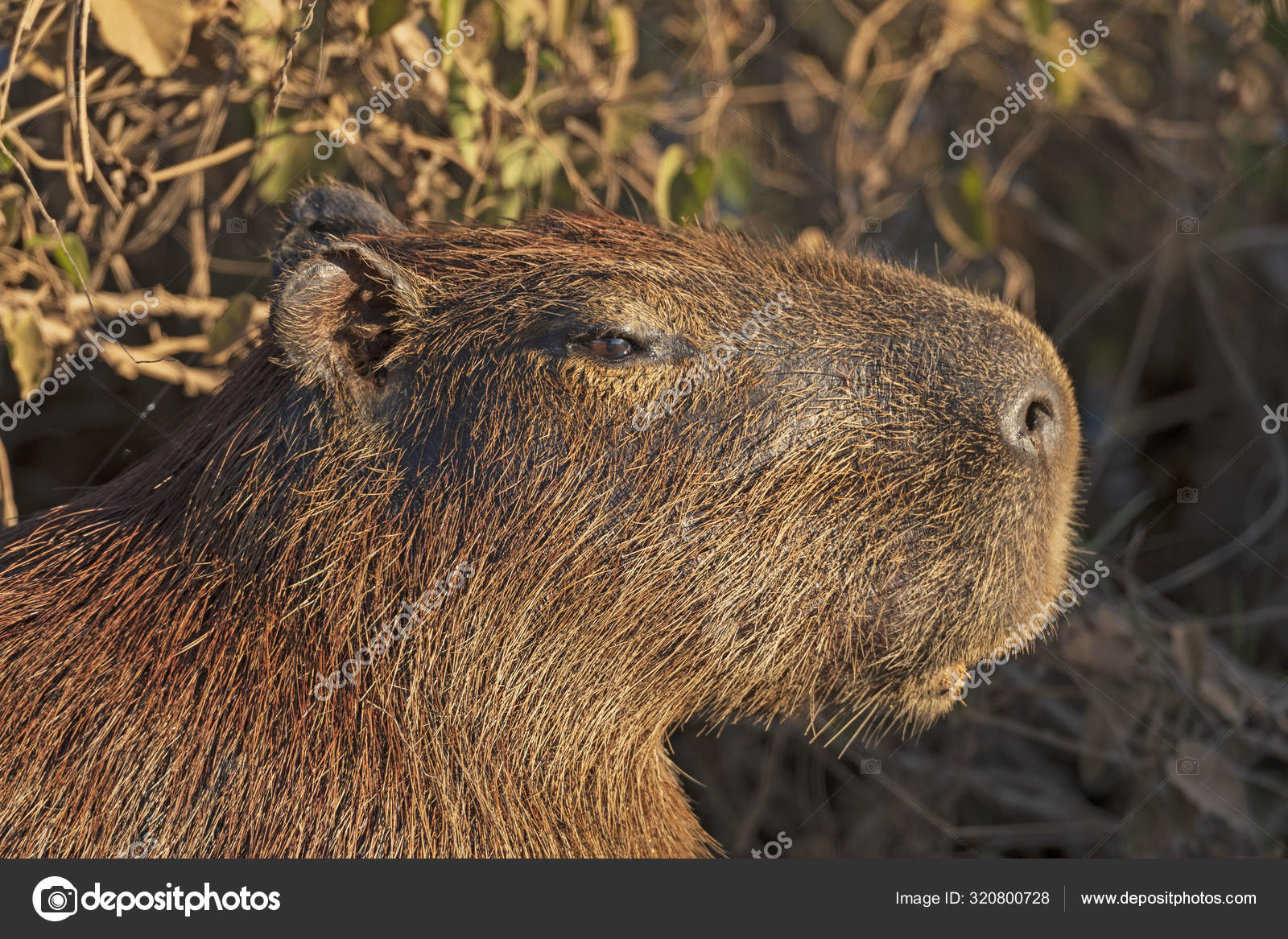 Head Details of a Capybara — Stock Photo © wildnerdpix #320800728