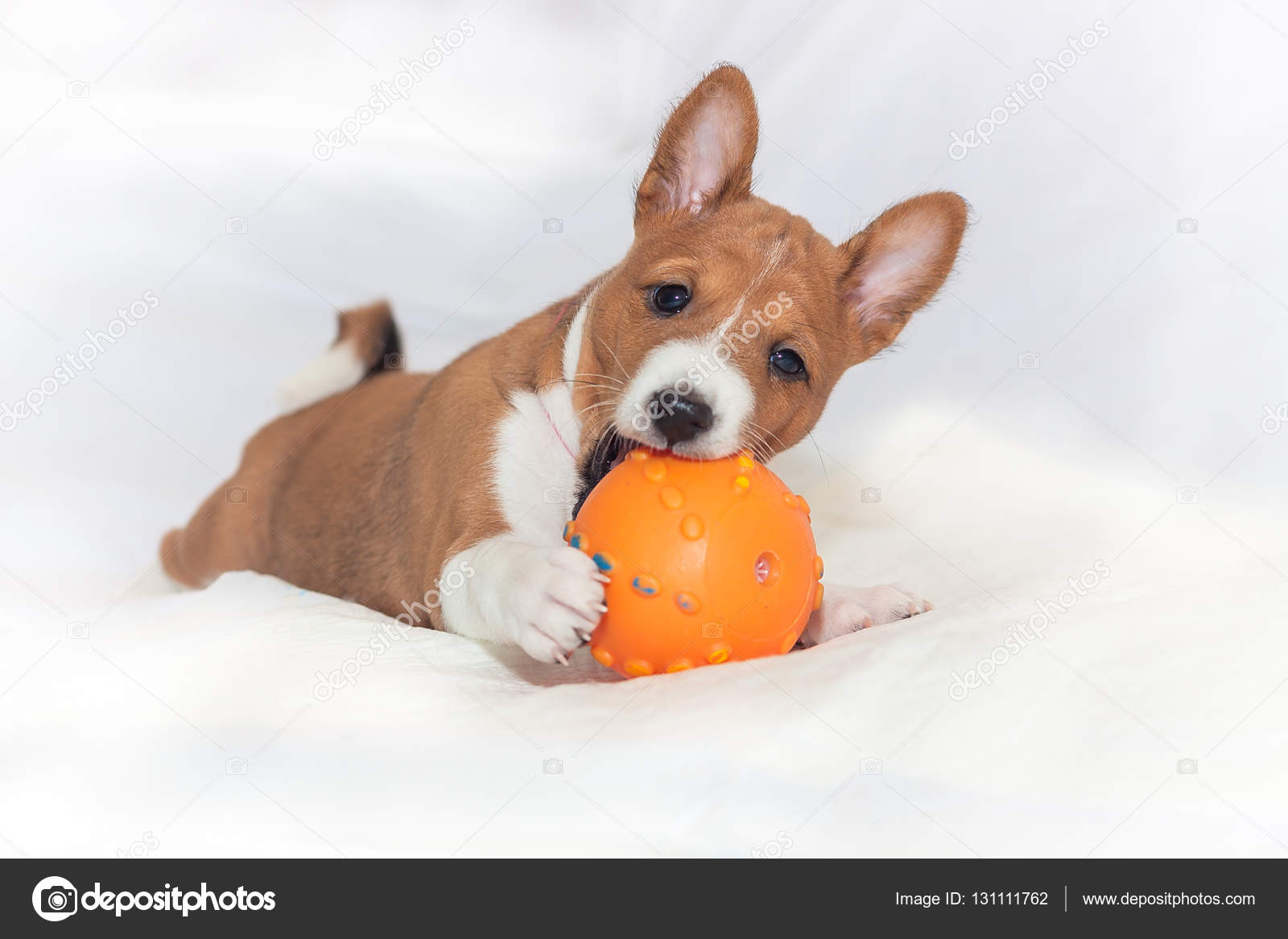 Basenji Dog Puppy