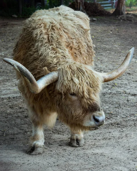 Farm animal tail Stock Photos, Royalty Free Farm animal tail Images ...