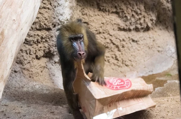 Monkey holding a box Stock Photos, Royalty Free Monkey holding a box ...