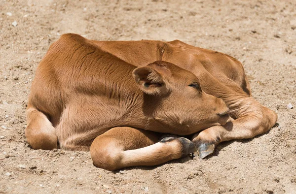 Vaca mastigando alimentos Stock Photos, Royalty Free Vaca mastigando ...