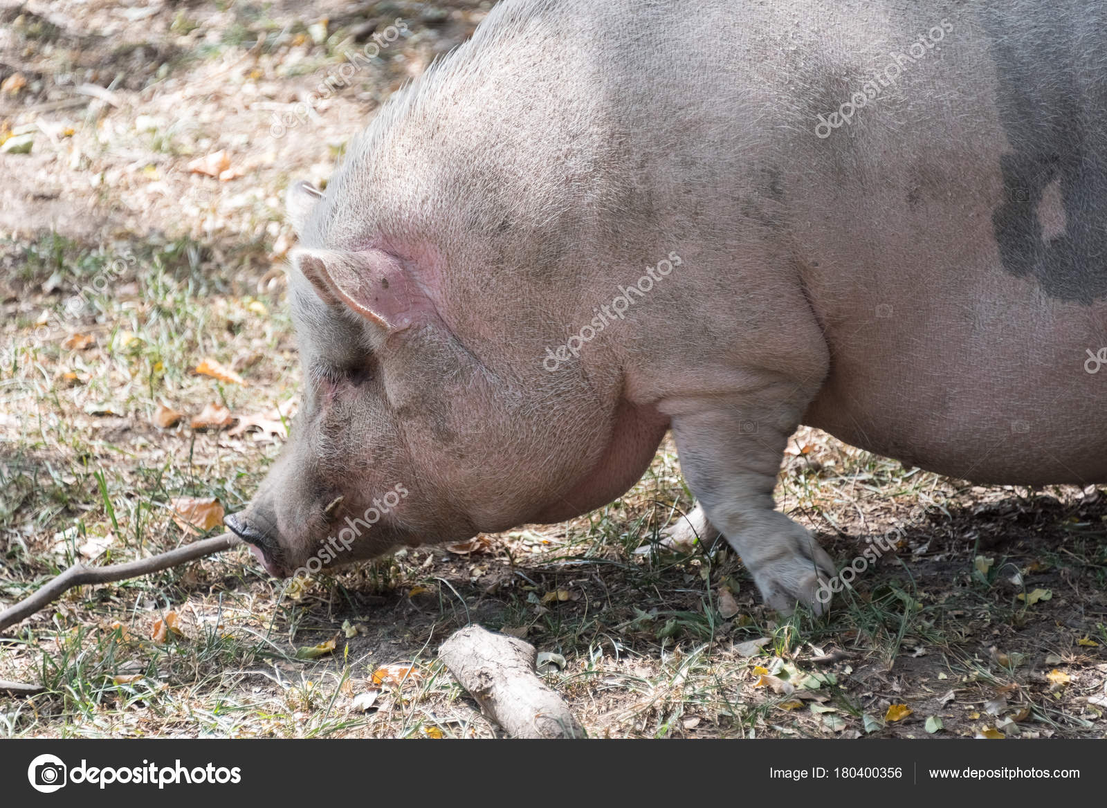 Big pig on a country safari farm – Stock Editorial Photo © lokki61099 ...