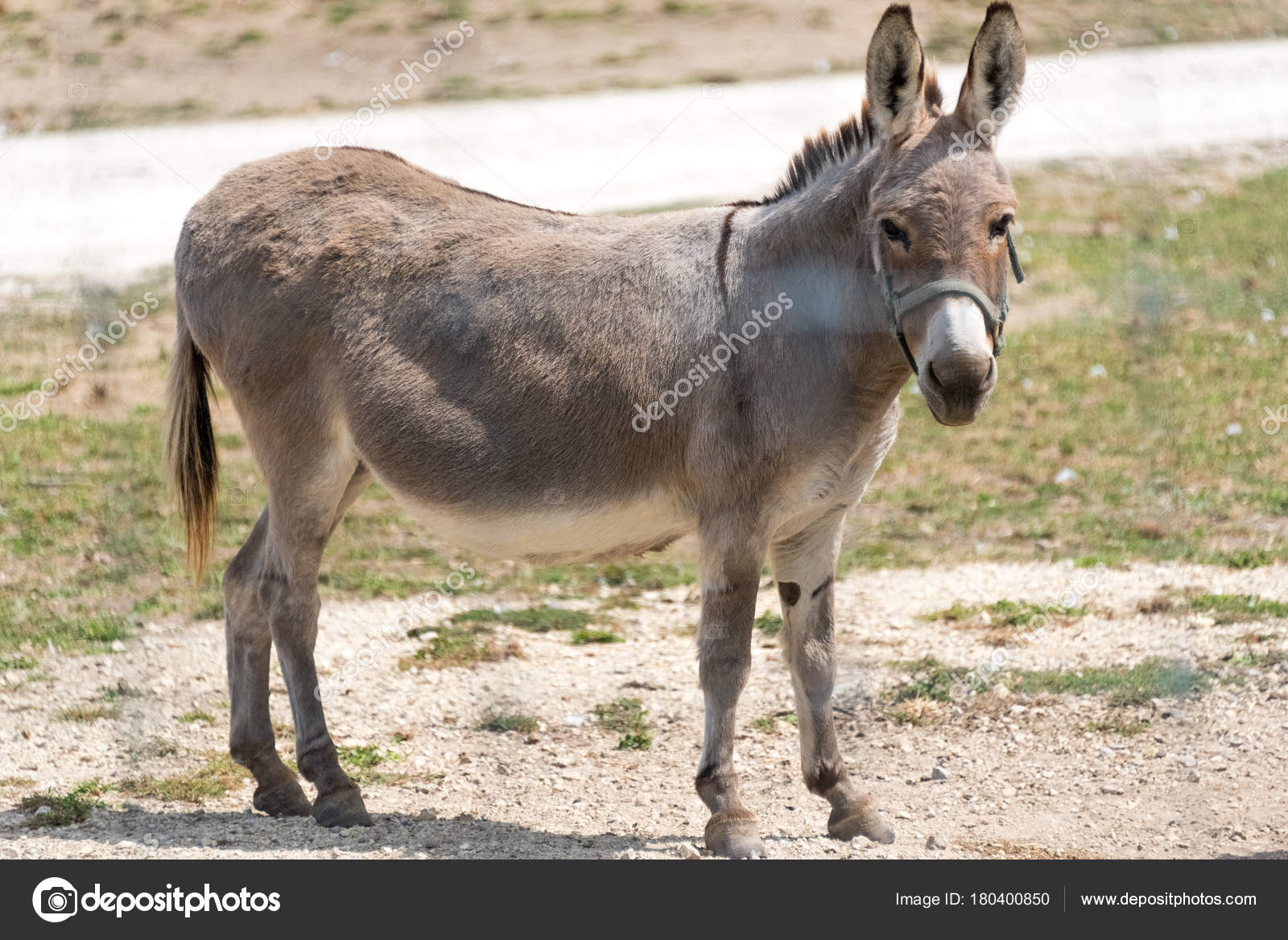Small donkey on a country safari farm — Stock Photo © lokki61099 #180400850