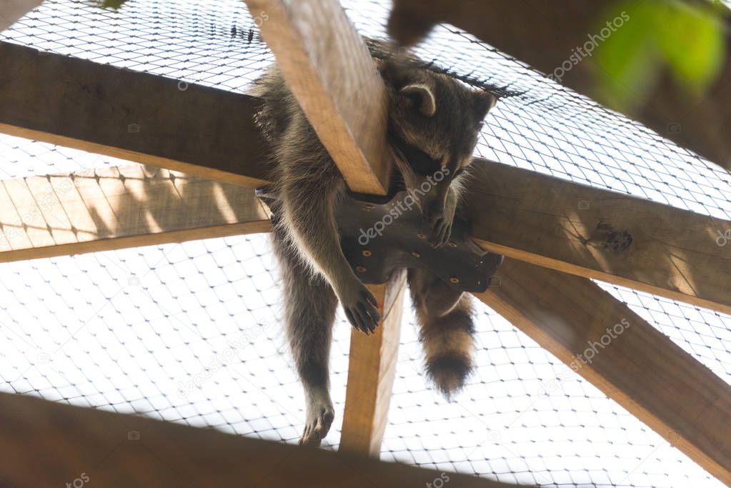 Gran mapache durmiendo en una jaula en una granja de safari campestre 2023