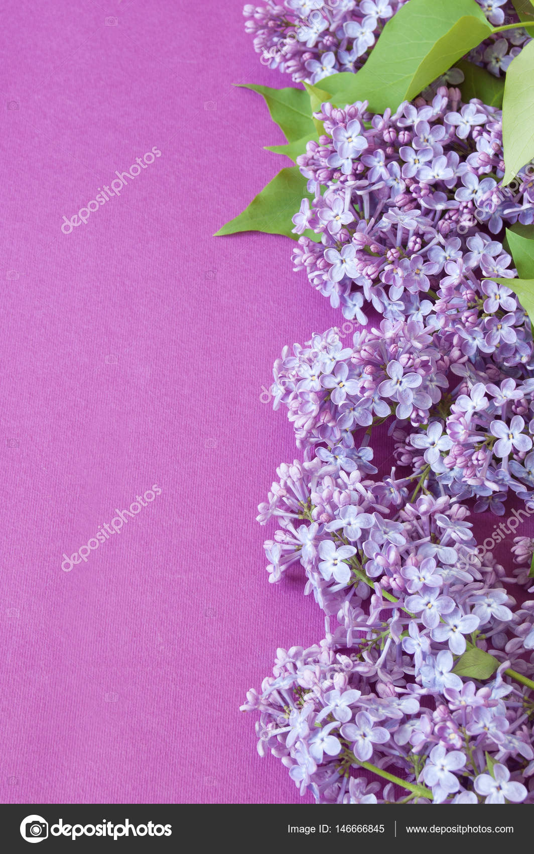 Beautiful Lilac flowers background Stock Photo by ©LessLemon 146666845