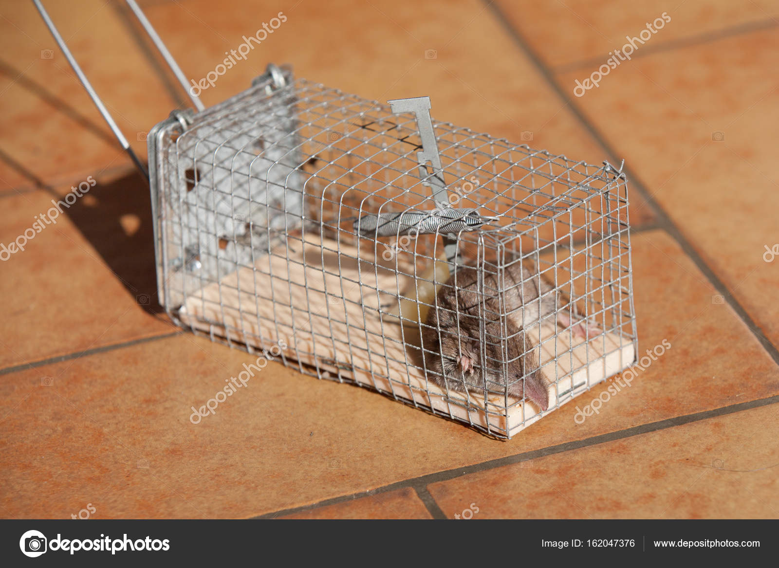 Trapped mouse in cage on floor — Stock Photo © Chretien #162047376