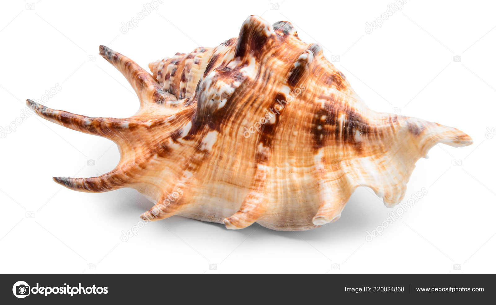 Beautiful sea shell on white background Stock Photo by ©serezniy 320024868