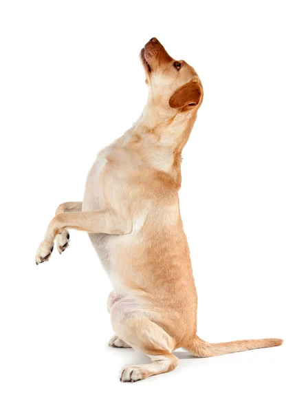 Cute Labrador Dog Jumping White Background — Stock Photo © serezniy ...