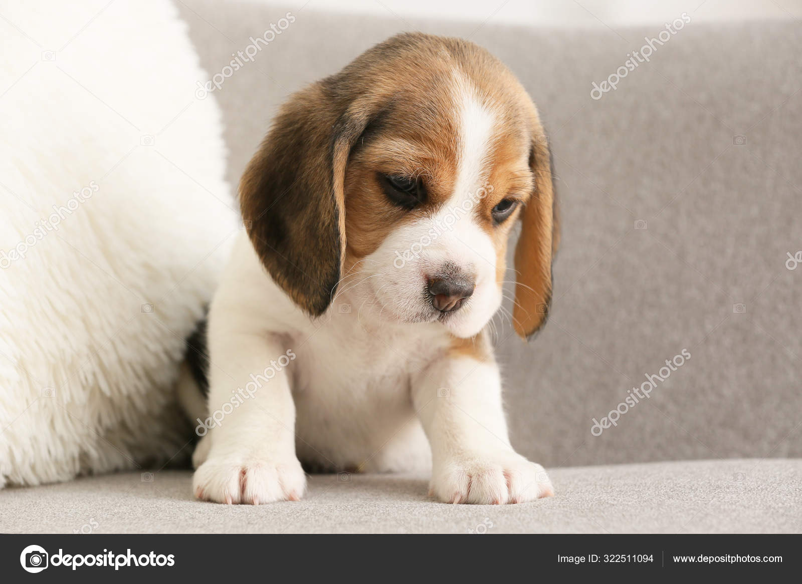 Are Beagle Puppies Lazy