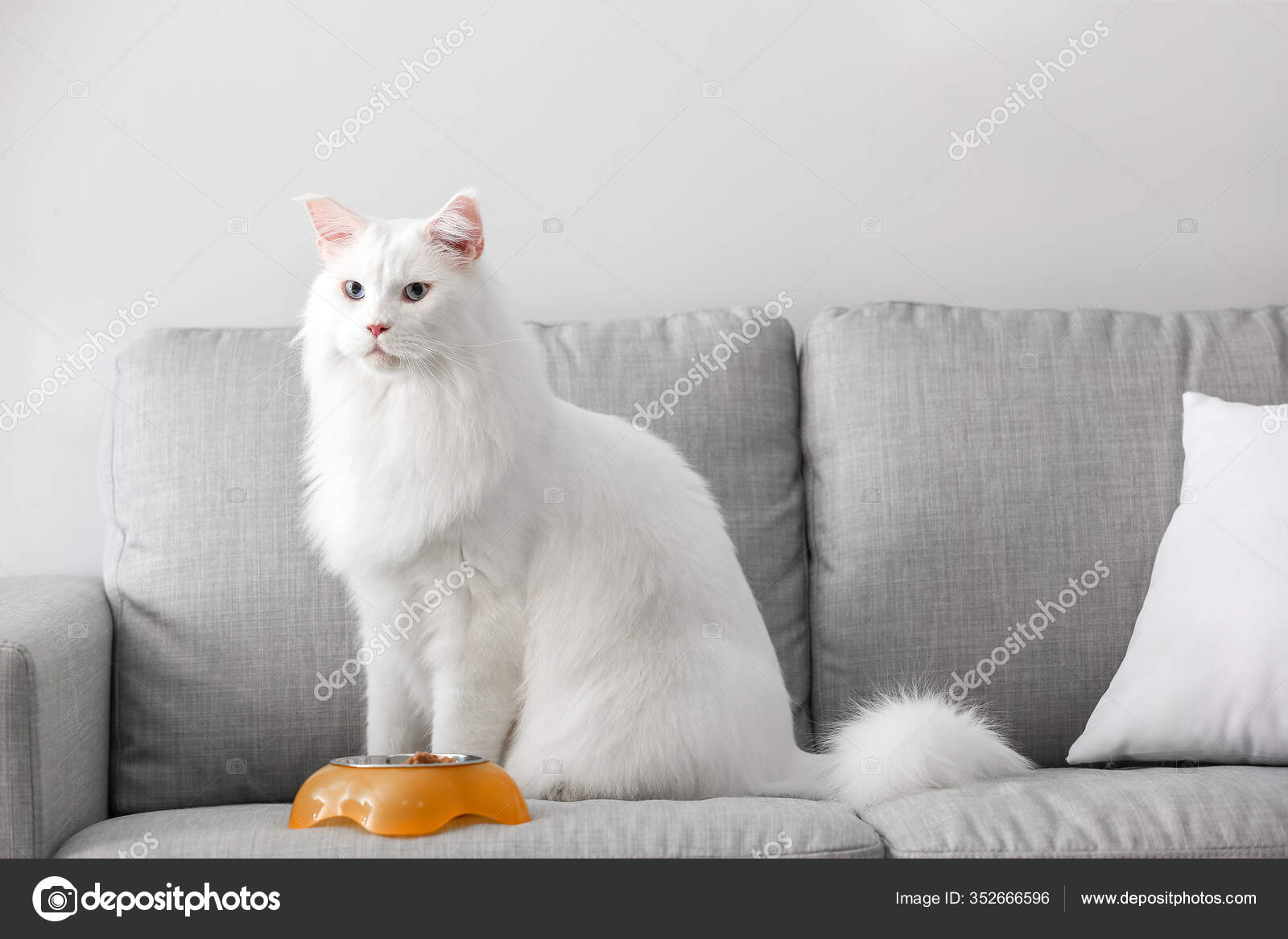 Witte Maine Coon
