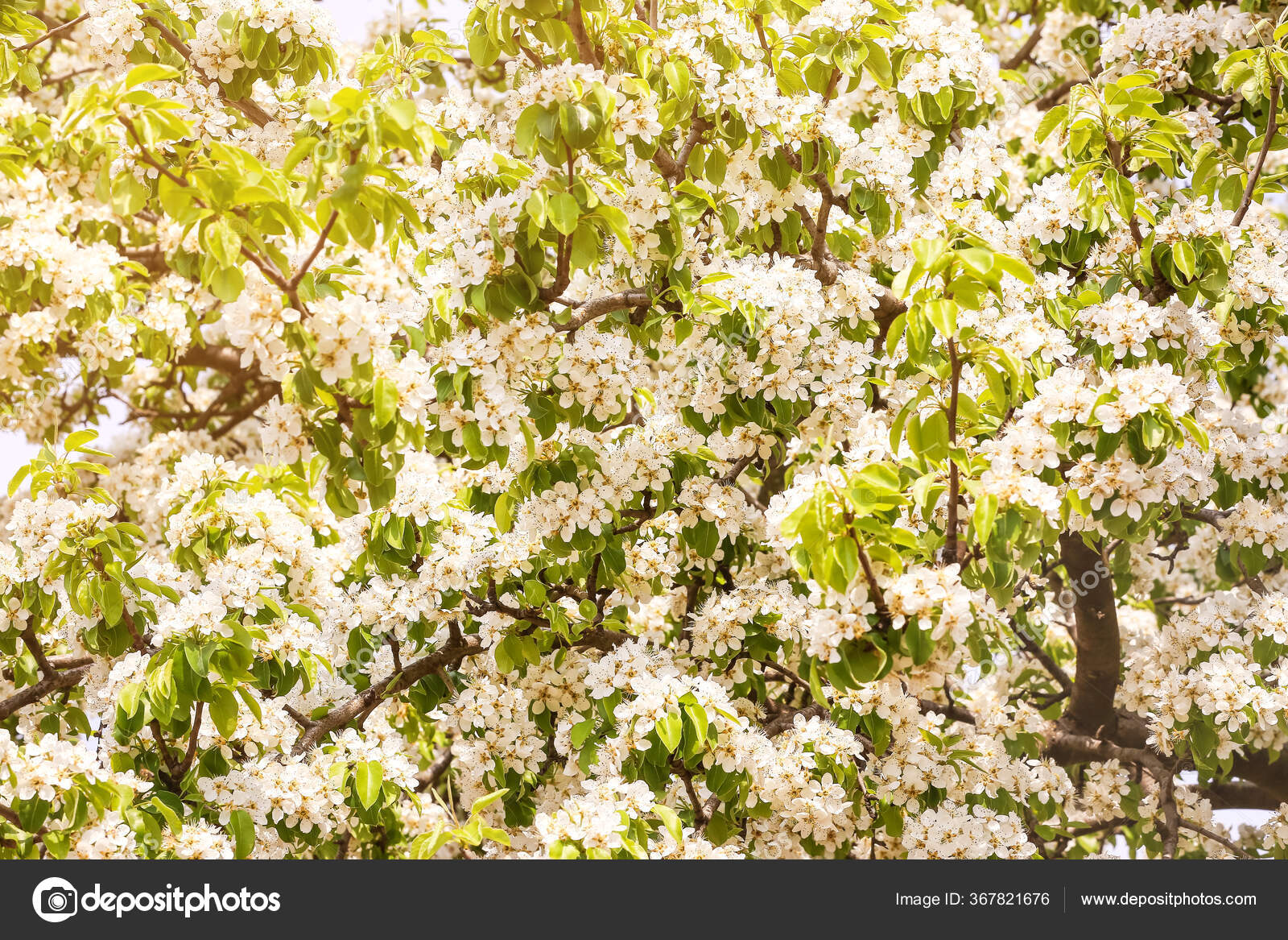 Beautiful Blossoming Tree Spring Day — Stock Photo © serezniy #367821676