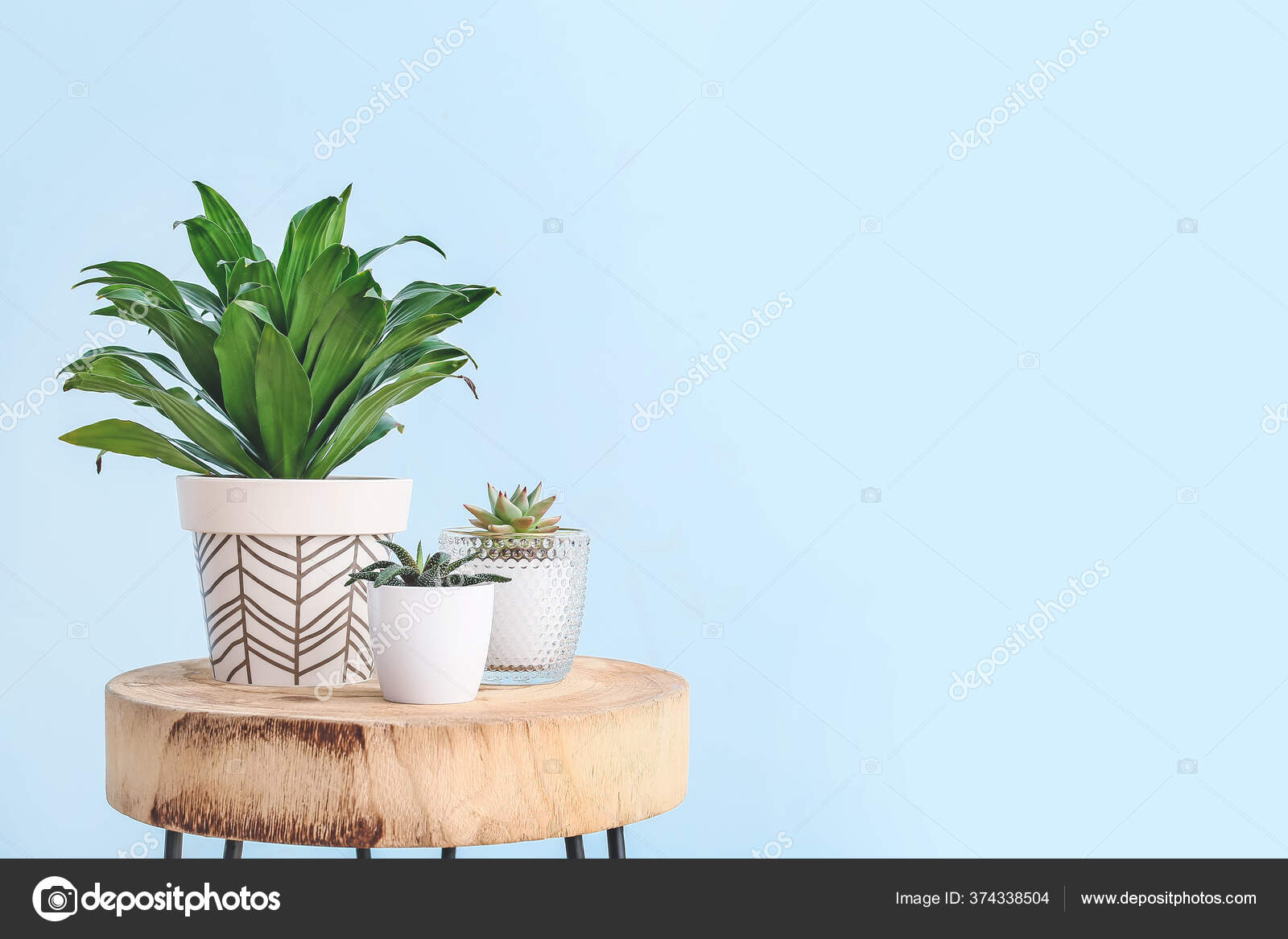 Plantas Interior Verdes Mesa Contra Fondo Color Claro — Foto de stock ...