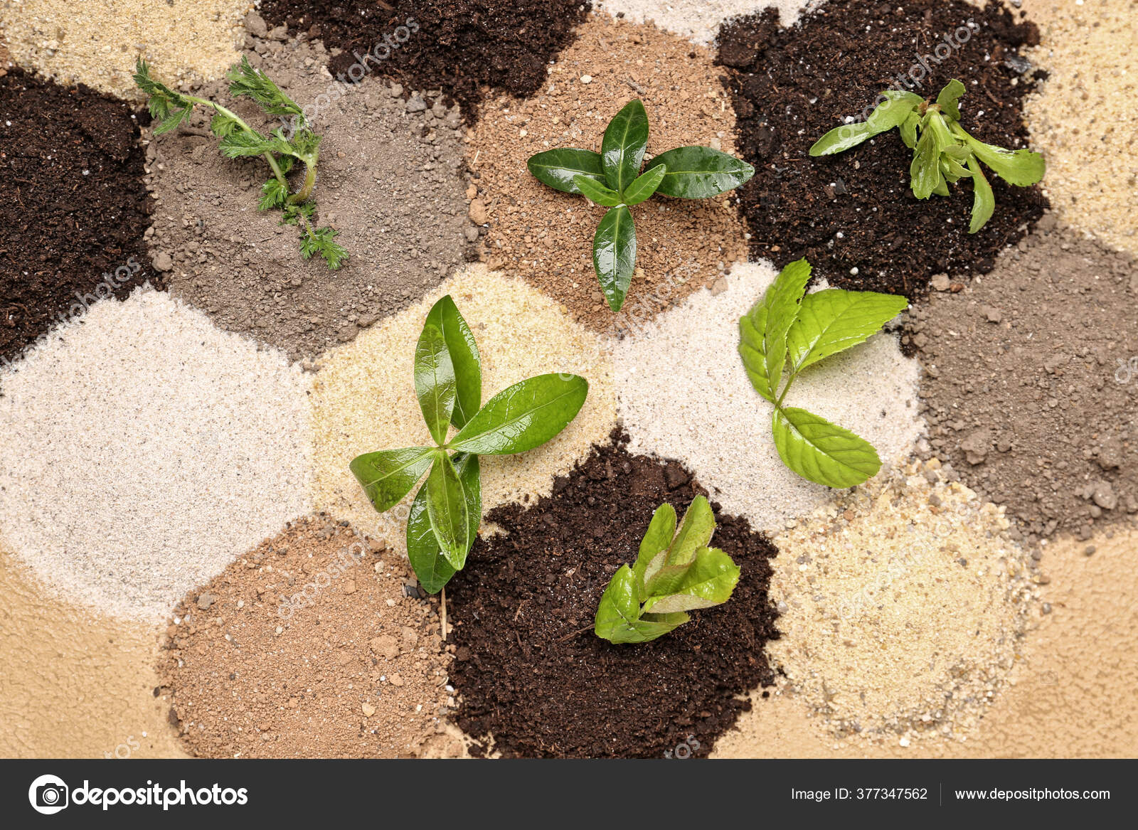 Different Types Soil Plants Color Background — Stock Photo © serezniy ...