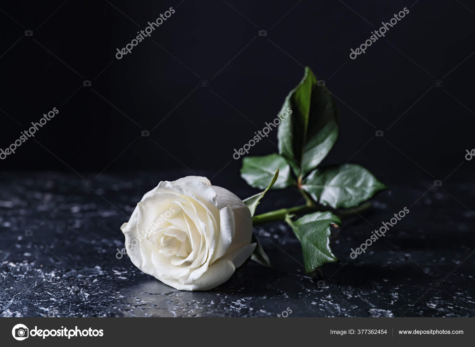 Beautiful White Rose Dark Background Stock Photo by ©serezniy 377362454
