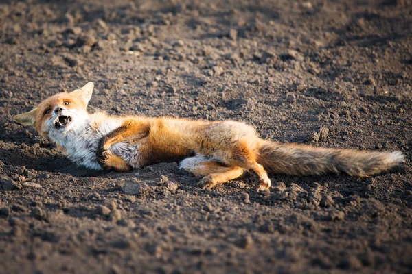 Fox poop Stock Photos, Royalty Free Fox poop Images | Depositphotos