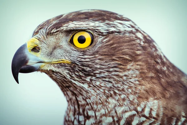 Goshawk Stock Photos, Royalty Free Goshawk Images | Depositphotos