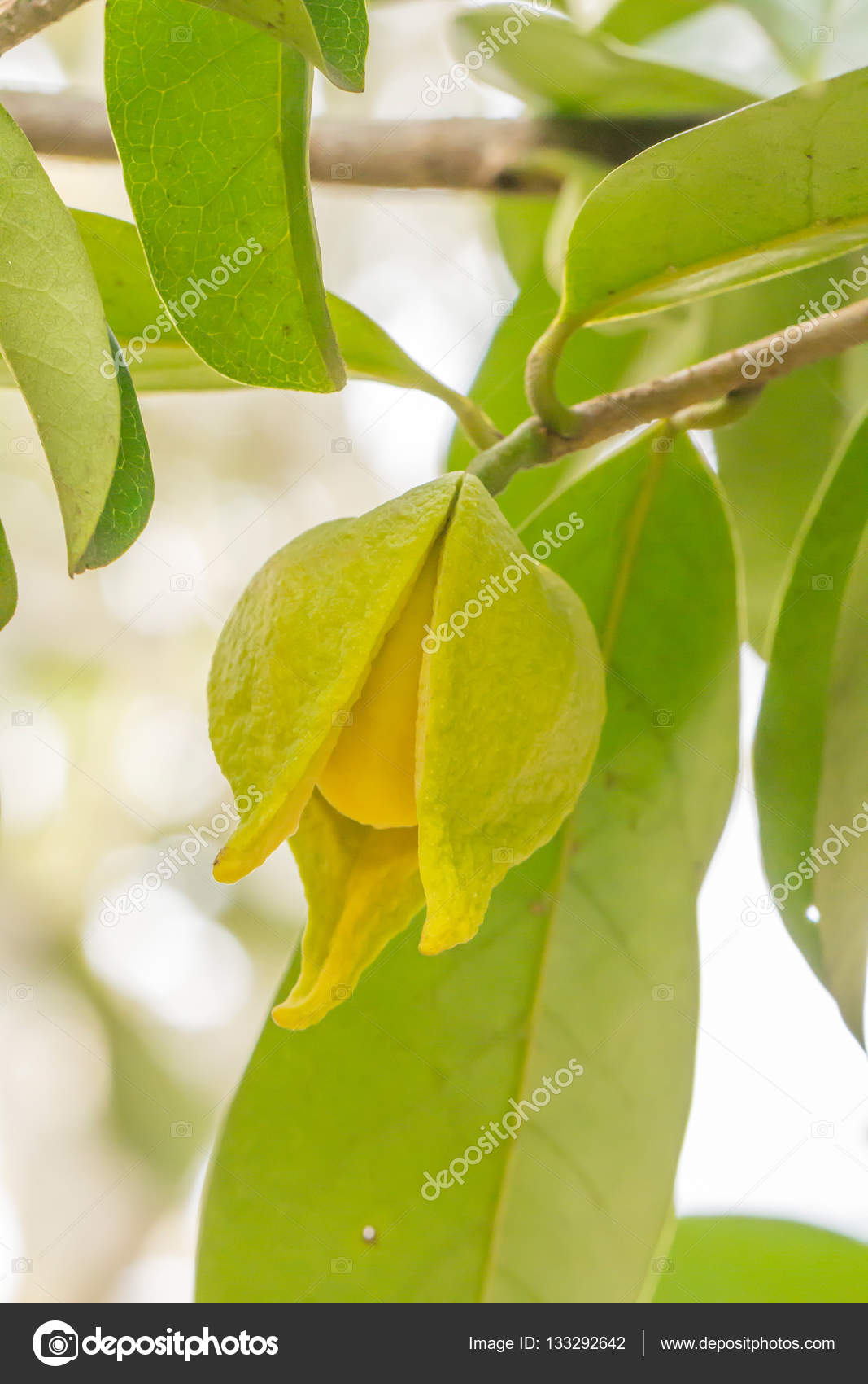 Soursop flower on tree — Stock Photo © olovedog1 #133292642