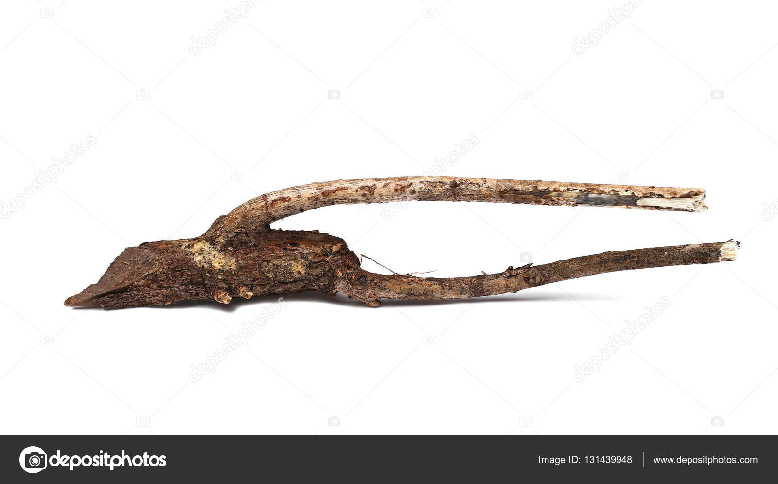 Twig, dry rotten branch with lichen isolated on white background Stock ...
